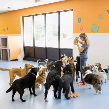 Top Dog Sitter And Vet Care Services in Coimbatore